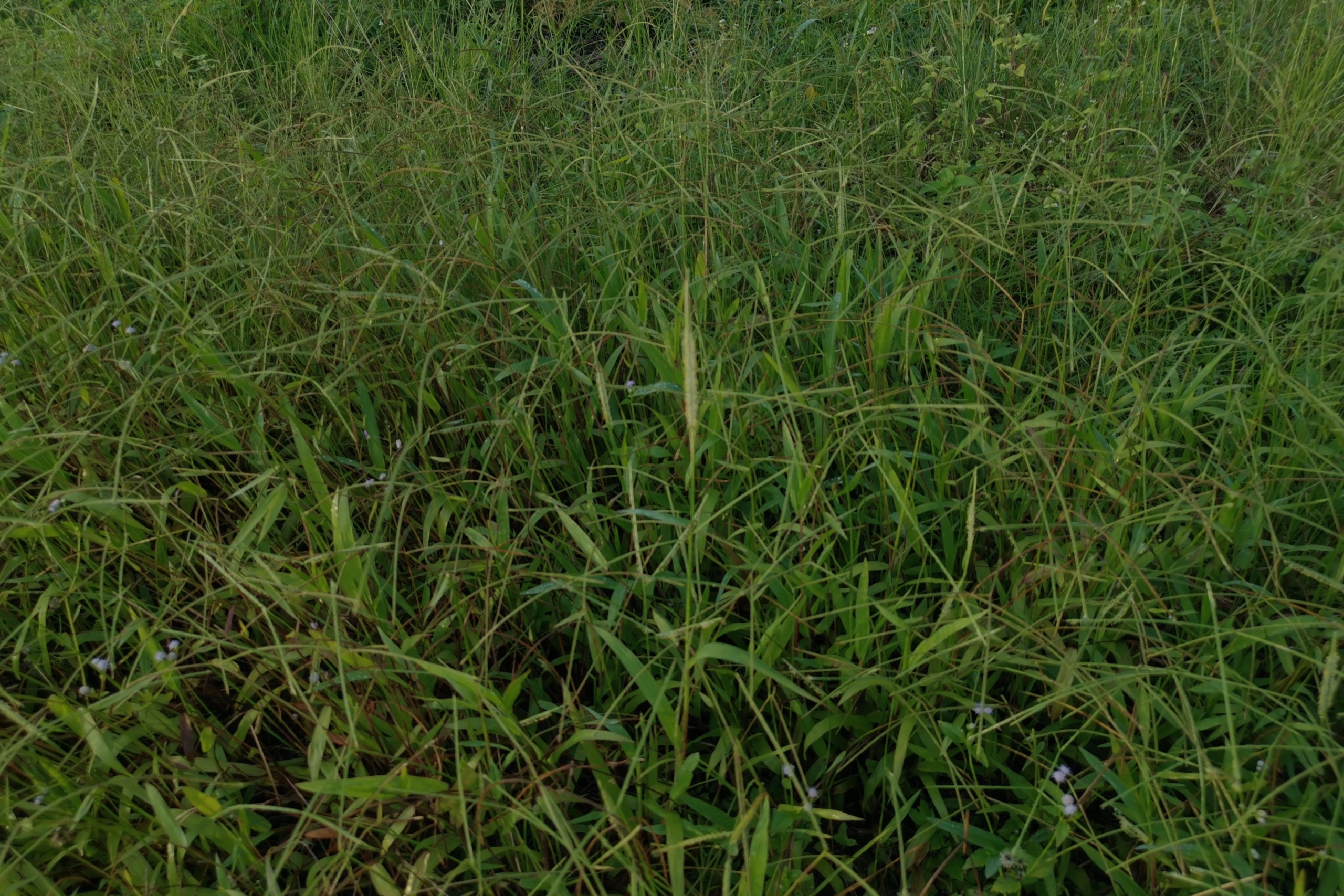 Dallisgrass Control in Lawns: How to Eliminate It