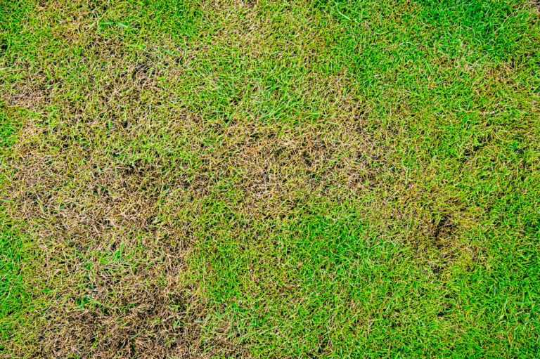 Chinch Bug Damage: How to Identify, Prevent, and Fix It