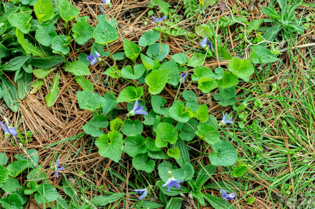 Wild Violets in Your Lawn: Identify and Control Them