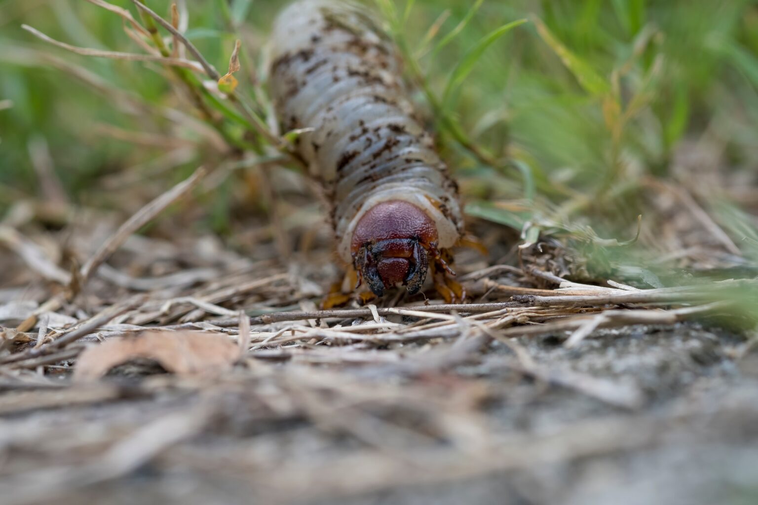 Cutworms in Your Lawn: Identify, Prevent, and Treat