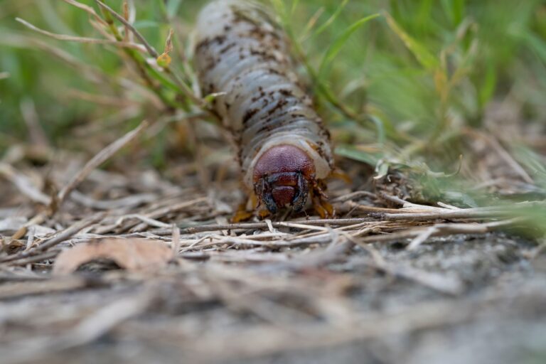 Cutworms in Your Lawn: Identify, Prevent, and Treat