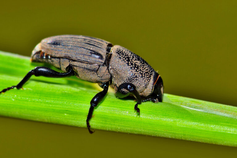 Billbugs in Lawns: Identification, Prevention, and Damage Control