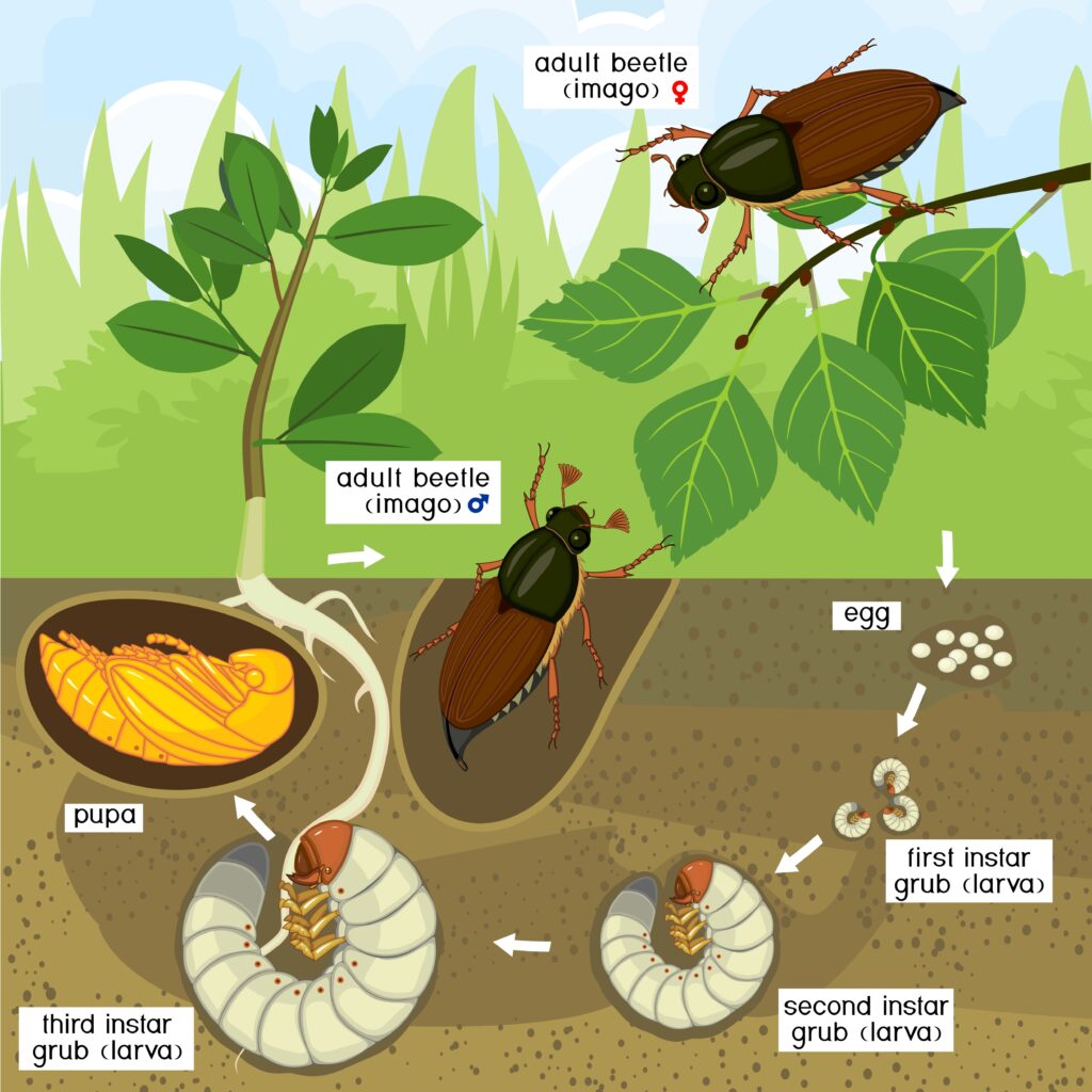 Life Cycle of Grubs: What You Need to Know - Dr. Green Services