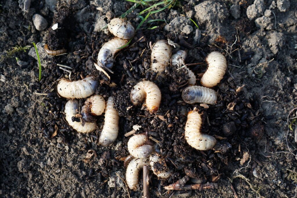 Life Cycle of Grubs: What You Need to Know - Dr. Green Services