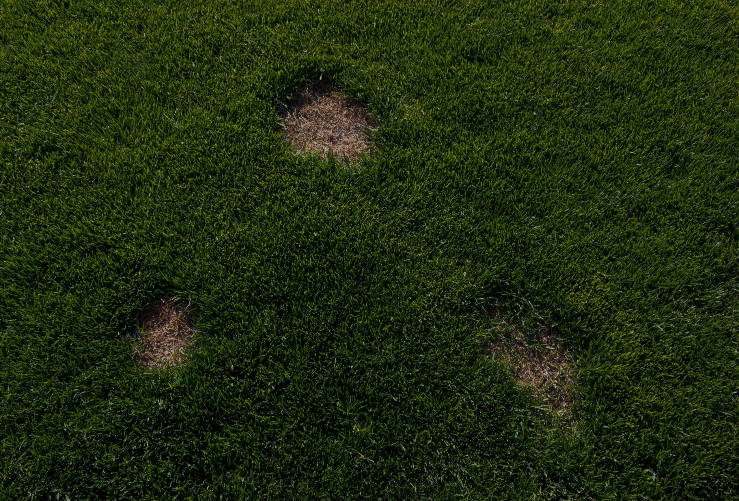 Brown Spots on Lawn | Causes, Fixes, and Prevention Tips