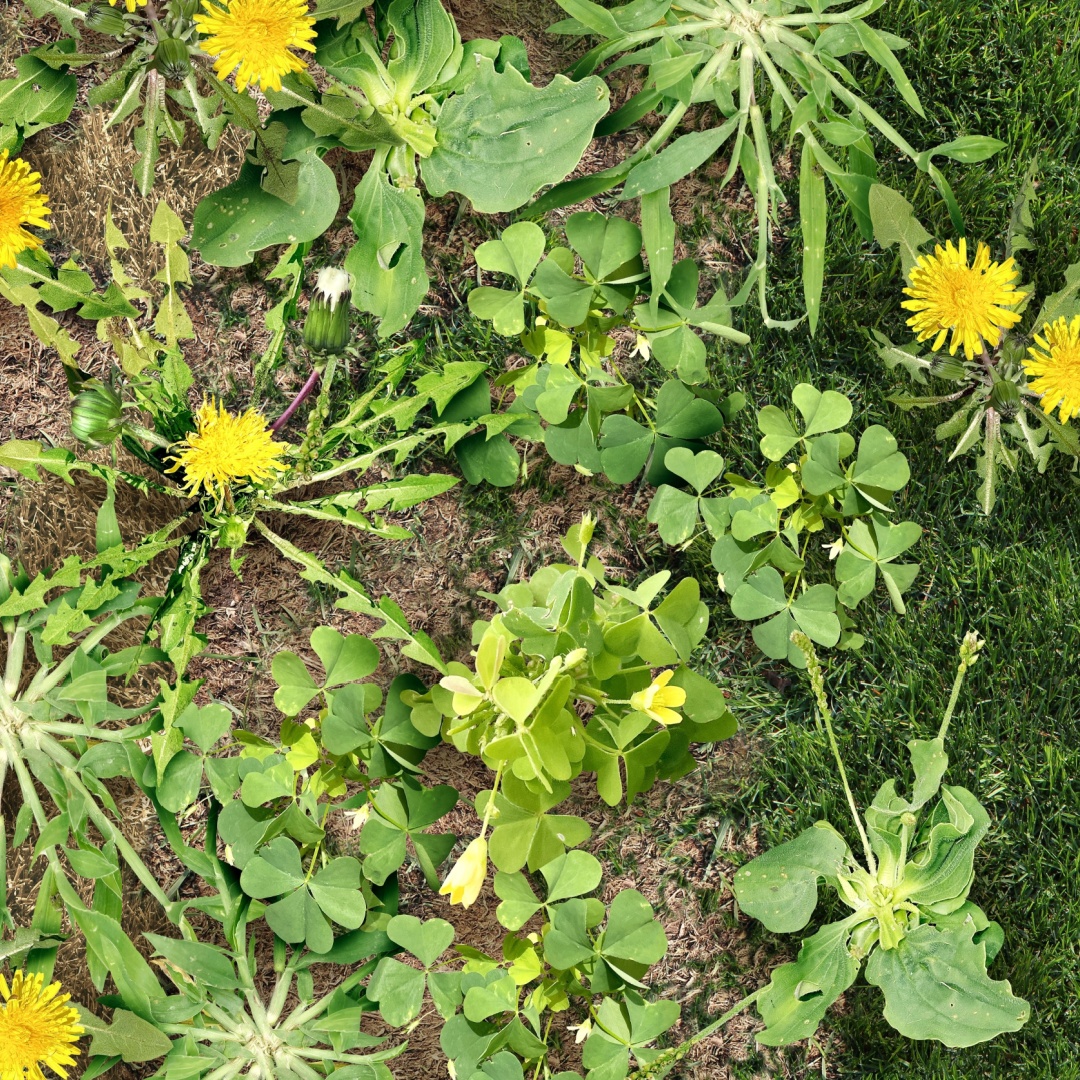 Weed Control Science: How Weeds Grow and Spread